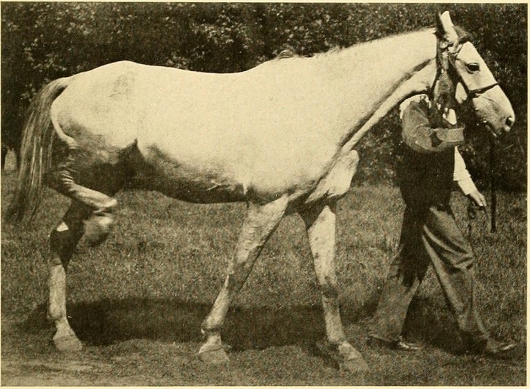 Stringhalt In Horses What You Need To Know