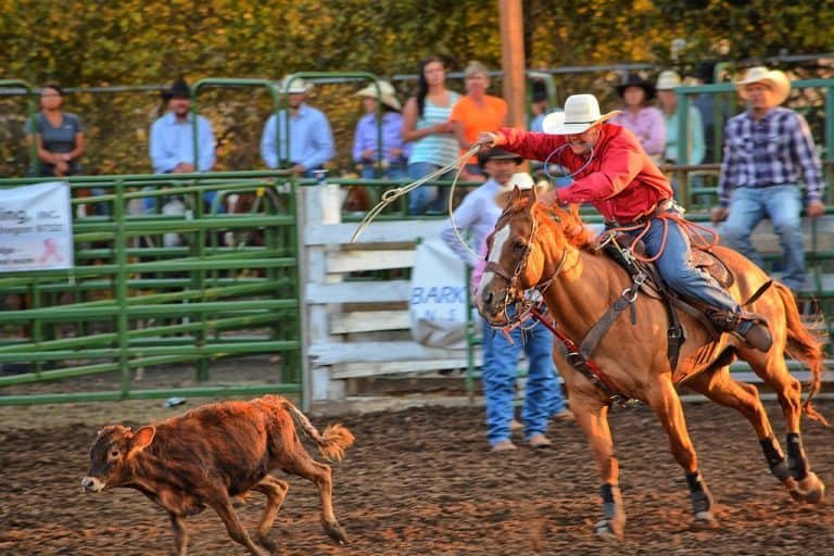 Calf-Roping-Riding | Horse Soup